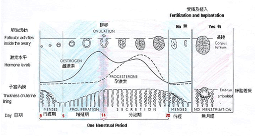 Using Chinese Herbs to Regulate Menstrual Periods - Shen Nong