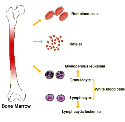 Blood cells produced in the bone marrow